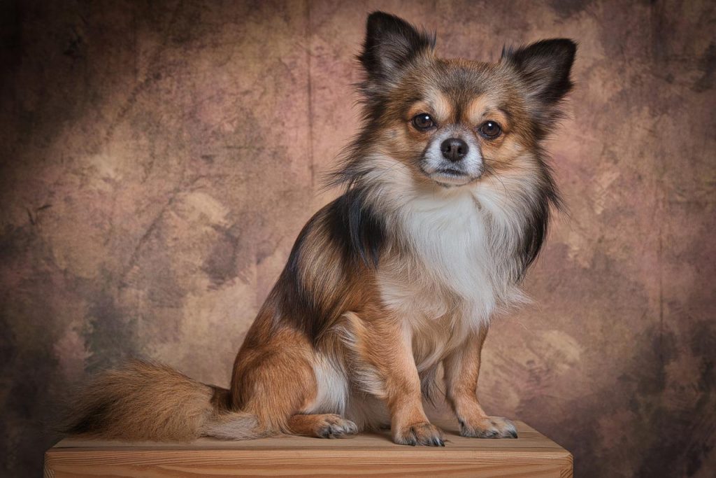 Common small dog breeds | Dog Breeds