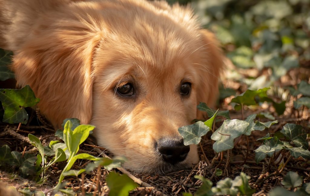 Hypoallergenic dog breeds small | Dog Breeds
