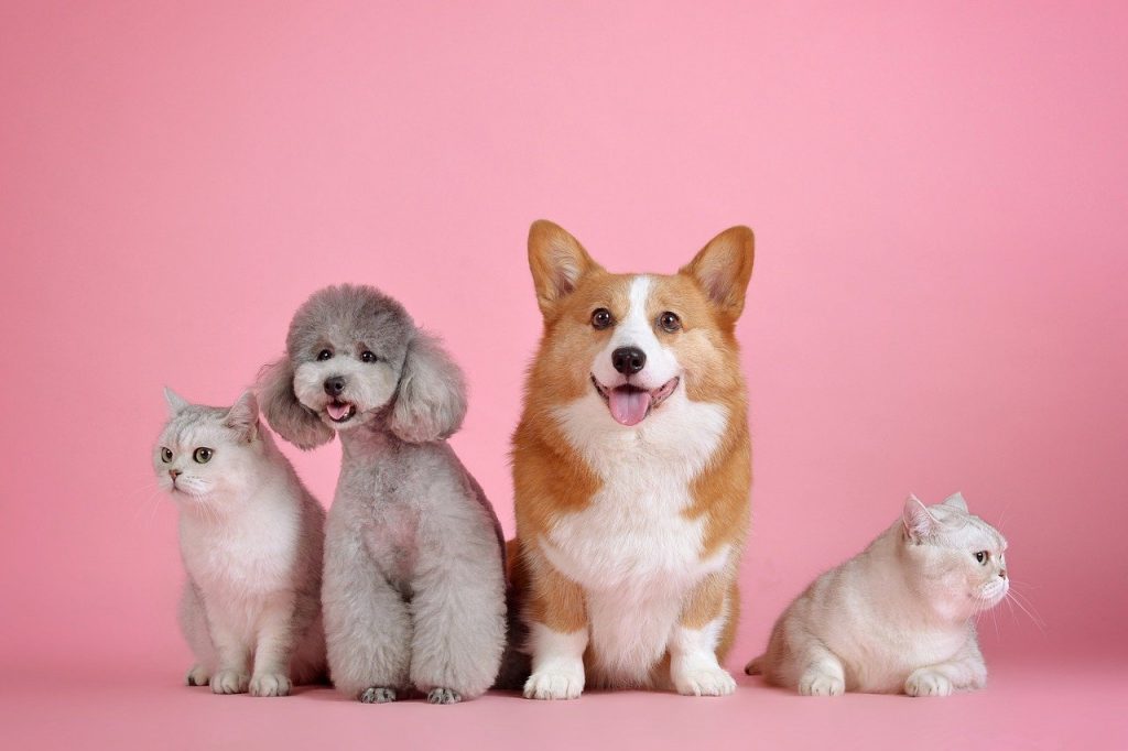 List Of All Dog Breeds A z Dog Breeds list-of-all-dog-breeds-a-z-dog-breeds