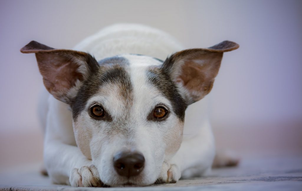 Low Dander Dog Breeds Dog Breeds Low Dander Dog Breeds Dog Breeds