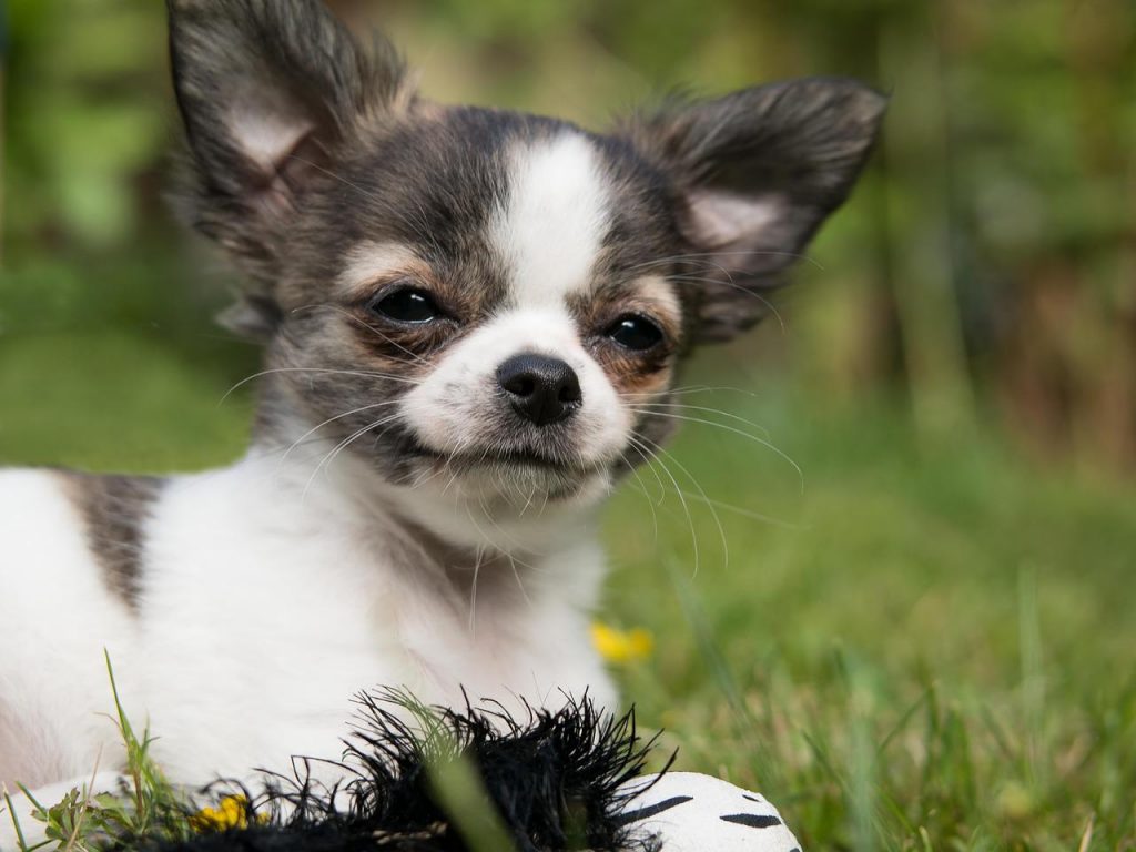 Non moulting small dog breeds | Dog Breeds