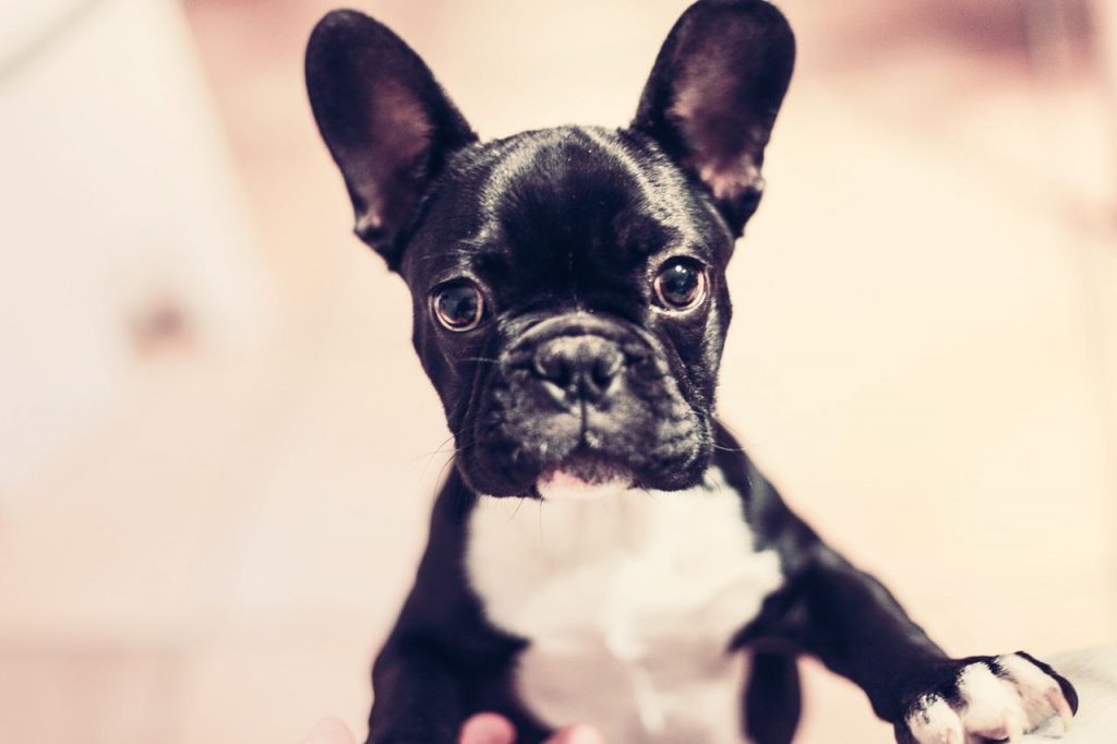 Second smallest dog breed | Dog Breeds