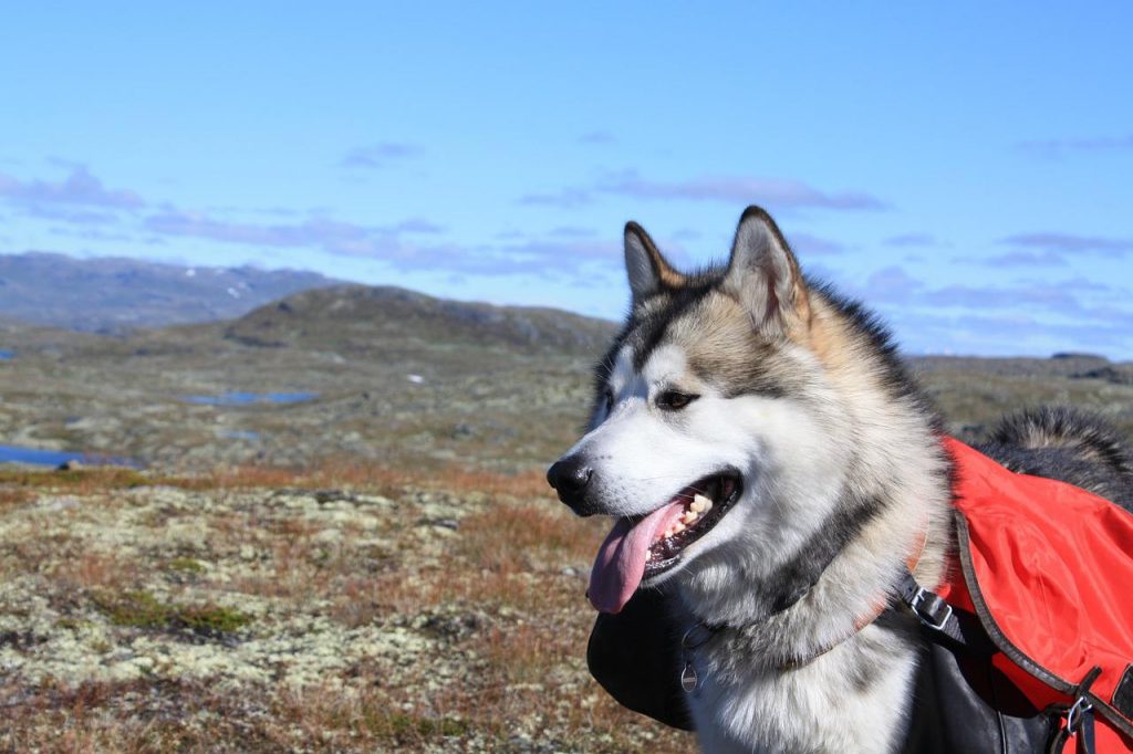 Small Alaskan dog breeds | Dog Breeds