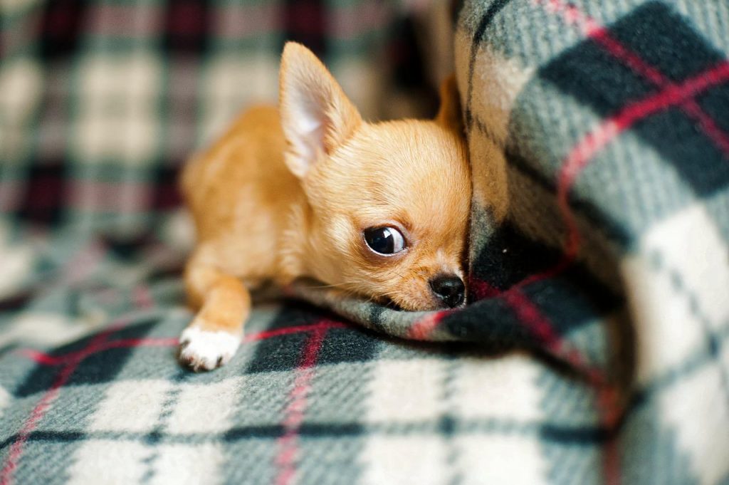 Small dog breeds az | Dog Breeds